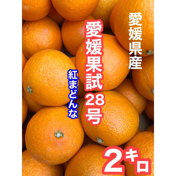【発売日：2025年12月15日】キーワード：ゼリーのような食感・甘い果汁・愛媛果試２８号・ビタミン補給・わけあり　ご家庭用・産地：愛媛県・内容量：2キロＭ〜3Ｌサイズ・商品形態：常温・賞味期限：お早めにお召し上がり下さい。・保存場所：涼し...