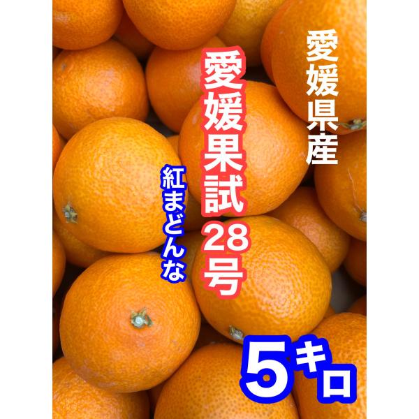 【発売日：2025年12月15日】キーワード：ゼリーのような食感・甘い果汁・愛媛果試２８号・ビタミン補給・わけあり　ご家庭用・産地：愛媛県・内容量：5キロ　Ｍ〜3Ｌサイズ・商品形態：常温・賞味期限：お早めにお召し上がり下さい。・保存場所：涼...