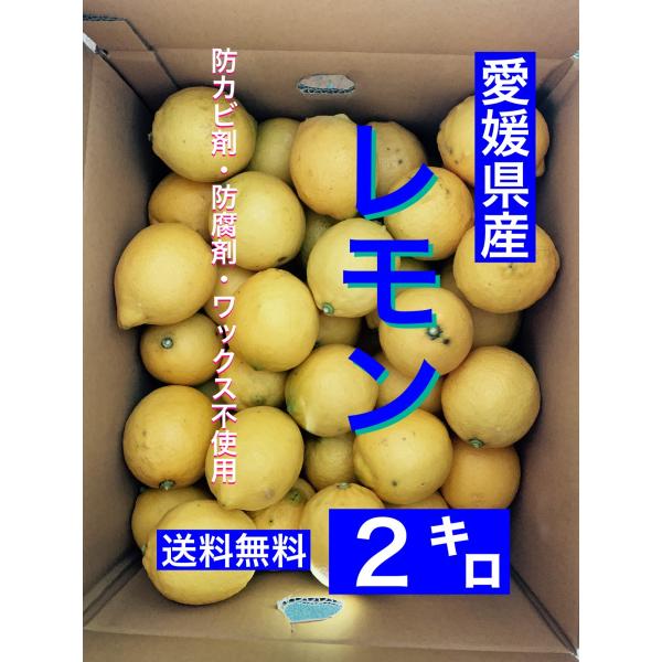 キーワード：風邪予防・ビタミン補給・レモン　愛媛県産　無選別　ご家庭用　L〜3Lサイズ・産地：愛媛県・内容量：2キロ・商品形態：常温・賞味期限：お早めにお召し上がりください・保存方法：直射日光、高温多湿を避け、風通しの良い場所で保管してくだ...