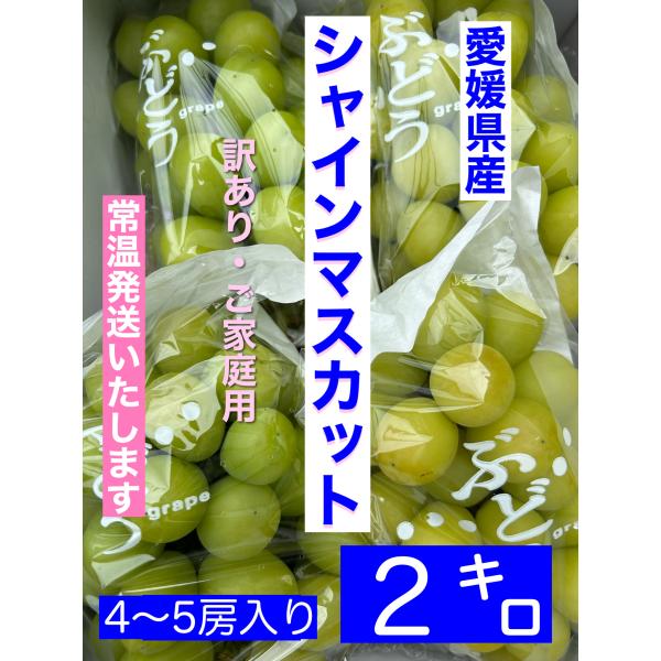 愛媛県産　シャインマスカット2キロ以上　4房〜5房入り　訳あり・ご家庭用　送料無料　常温便でのお届けです。お値打ち商品   ★訳あり商品のため、傷・ヤケがある場合がありますが、味は問題ありません。 ※常温便でのお届けになります 贈答用は出来...