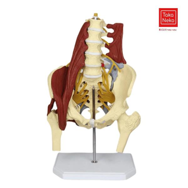 この腰椎模型は、骨盤筋肉、椎間板ヘルニア、脊髄神経、大腿骨を備えた実物サイズの脊柱を再現しており、実践的なトレーニングにとって貴重な資源となる。学生は実際の状態をより直感的に理解でき、医療現場での応用能力を高めることができる。その精巧な構造...