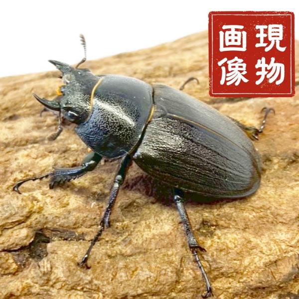 アマミノコギリクワガタ メス 【鹿児島県・奄美大島】 新成虫【現物画像】写真の個体をお届け 国産 販売 生体 成虫 昆虫 飼育 観賞 ノコギリクワガタ ブリード個体 ノコ クワガタムシ アマノコ【商品内容】■ アマミノコギリクワガタ メス ...