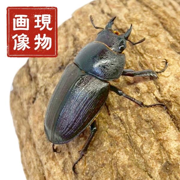 アマミノコギリクワガタ メス 【鹿児島県・奄美大島】 新成虫【現物画像】写真の個体をお届け 国産 販売 生体 成虫 昆虫 飼育 観賞 ノコギリクワガタ ブリード個体 ノコ クワガタムシ アマノコ【商品内容】■ アマミノコギリクワガタ メス ...