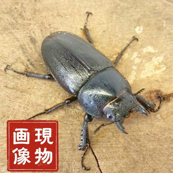 アマミノコギリクワガタ メス 【鹿児島県・奄美大島】 新成虫【現物画像】写真の個体をお届け 国産 販売 生体 成虫 昆虫 飼育 観賞 ノコギリクワガタ ブリード個体 ノコ クワガタムシ アマノコ【商品内容】■ アマミノコギリクワガタ メス ...