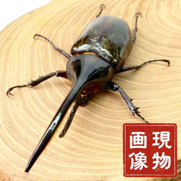 ヘラクレスオオカブト【ヘラクレスヘラクレス】 オス単品 【産地：グアドループ】カブトムシ 生体 成虫 販売 昆虫 飼育 観賞 外国産 成虫 生体 ♂ 新成虫 大人気 キング 王様 夏休み 自由研究 観察【商品内容】■ ヘラクレスオオカブト【...