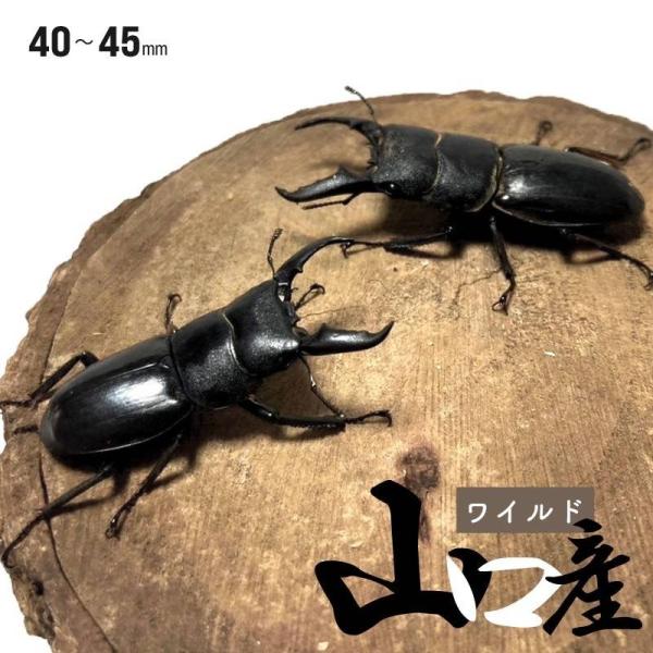 ヒラタクワガタ ♂ オス1頭 【山口県産・WD個体】  国産 販売 生体 成虫 昆虫 飼育 観賞 採集個体  本土ヒラタ 平鍬形 小さい クワガタムシ【商品内容】■ ヒラタクワガタ オス1頭【商品詳細】■サイズ：40〜45mm※ 下記の注意...