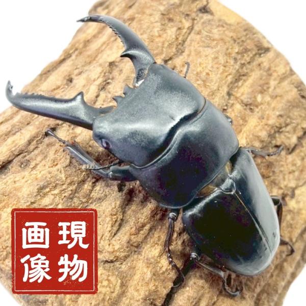 ツシマヒラタクワガタ オス【長崎・厳原産】 国産 販売 生体 成虫 昆虫 飼育 観賞 オス ブリード個体 対馬ヒラタクワガタ 和製パラワン オス 【商品内容】■ ツシマヒラタクワガタ オス  ※右翅にコブがありますが完品表記としております。...