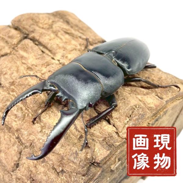 ツシマヒラタクワガタ オス【長崎・厳原産】 国産 販売 生体 成虫 昆虫 飼育 観賞 オス ブリード個体 対馬ヒラタクワガタ 和製パラワン オス 【商品内容】■ ツシマヒラタクワガタ オス 【商品詳細】■サイズ：70.5mm■掘出し：202...