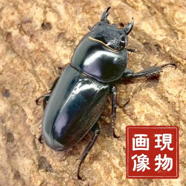 ツシマヒラタクワガタ メス 【長崎・対馬(厳原)】 国産 販売 生体 成虫 昆虫 飼育 観賞 大型 ブリード個体 対馬ヒラタクワガタ【商品内容】■ ツシマヒラタクワガタ メス 【商品詳細】■サイズ：33mm■掘出し：2026/3月 ※ 下記...