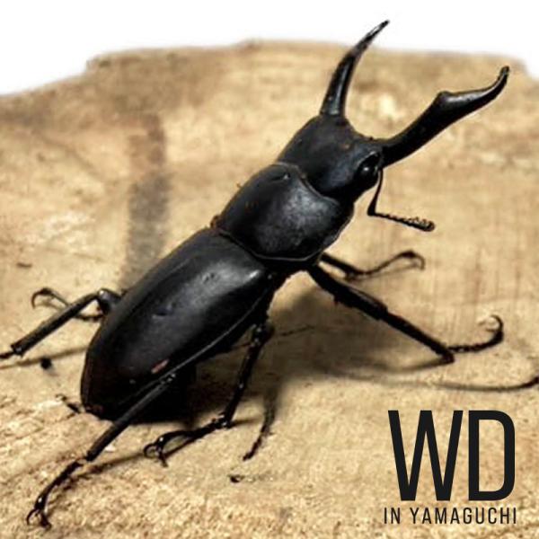 【WD・山口県産】コクワガタ  生体 成虫 35mm〜 2匹セット 昆虫 飼育 観賞 こくわがた 夏 虫取り 昆虫採集 かわいい 小型 クワガタムシ 2026採集個体【商品内容】■ コクワガタ オス2匹セット 【商品詳細】■サイズ：35〜4...