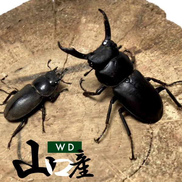 コクワガタ WD個体 ペア ♂35mm以下 ♀フリー【商品内容】■ コクワガタ ペア 【商品詳細】■サイズ：オス 35mm以下 メス フリーサイズ※ 下記の注意事項・保障詳細は必ずご確認くだい。