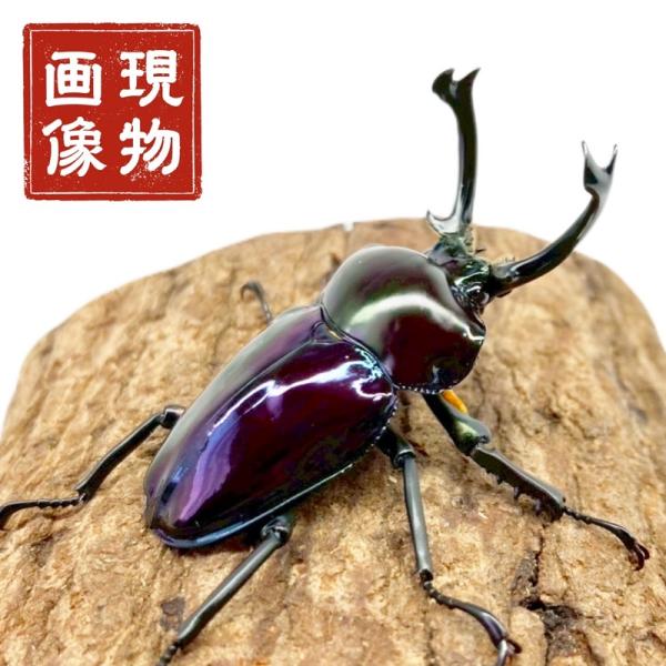 ニジイロクワガタ 【現物画像/オス】写真の個体が届きます クワガタ 外国産 販売 生体 成虫 個体 ブリード 個体 大型 中型 小型 大歯 中歯 小歯  昆虫 飼育 観賞 人気 きれい 色虫 虹色 光沢 にじいろ【商品内容】■ ニジイロクワ...