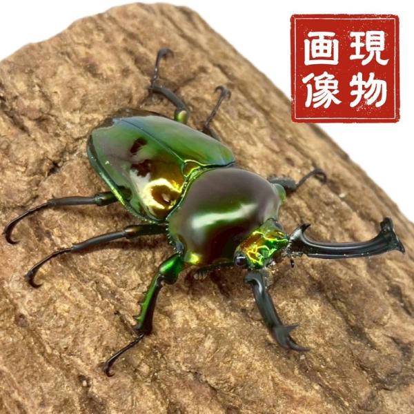 ニジイロクワガタ 【現物画像/オス】写真の個体が届きます クワガタ 外国産 販売 生体 成虫 個体 ブリード 個体 大型 中型 小型 大歯 中歯 小歯  昆虫 飼育 観賞 人気 きれい 色虫 虹色 光沢 にじいろ【商品内容】■ ニジイロクワ...