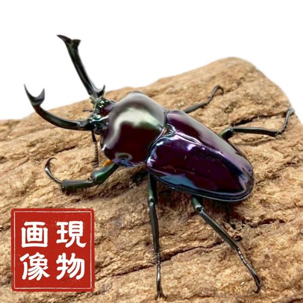 ニジイロクワガタ 【現物画像/オス】写真の個体が届きます クワガタ 外国産 販売 生体 成虫 個体 ブリード 個体 大型 中型 小型 大歯 中歯 小歯  昆虫 飼育 観賞 人気 きれい 色虫 虹色 光沢 にじいろ【商品内容】■ ニジイロクワ...