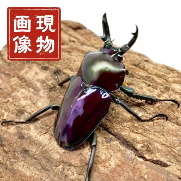 ニジイロクワガタ 【現物画像/オス】写真の個体が届きます クワガタ 外国産 販売 生体 成虫 個体 ブリード 個体 大型 中型 小型 大歯 中歯 小歯  昆虫 飼育 観賞 人気 きれい 色虫 虹色 光沢 にじいろ【商品内容】■ ニジイロクワ...