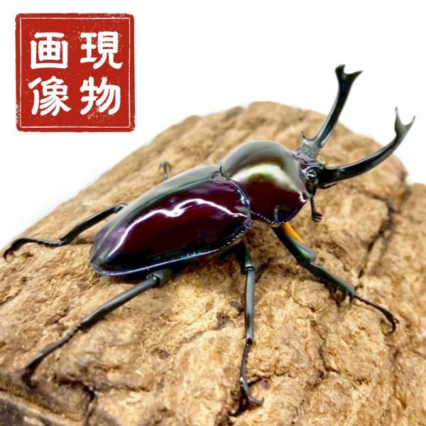 ニジイロクワガタ 【現物画像/オス】写真の個体が届きます クワガタ 外国産 販売 生体 成虫 個体 ブリード 個体 大型 中型 小型 大歯 中歯 小歯  昆虫 飼育 観賞 人気 きれい 色虫 虹色 光沢 にじいろ【商品内容】■ ニジイロクワ...
