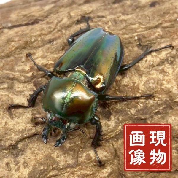 ニジイロクワガタ ホワイトアイ【現物画像/メス】写真の個体が届きます クワガタ 外国産 販売 生体 成虫 個体 ブリード 個体 大型 中型 小型 大歯 中歯 小歯  昆虫 飼育 観賞 人気 きれい 色虫 虹色 光沢 にじいろ ペット【商品内...