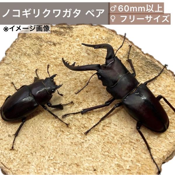 【WD・山口県産】ノコギリクワガタ ペア ♂60mm以上 水牛タイプ ♀フリー 生体 成虫 販売 ワイルド 国産 昆虫 飼育 観賞 採集個体 ※写真はイメージとなります。【商品内容】■ ノコギリクワガタ オス メス【商品詳細】■サイズ： ♂...