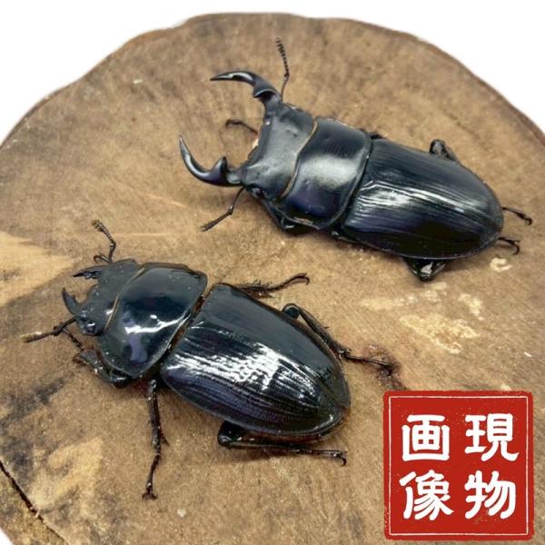 オオクワガタ ペア 小型【能勢産 現物個体】国産 販売 生体 成虫 昆虫 飼育 観賞 オス メス ♂ ♀ ペア 人気種 オオクワ 産卵や繁殖に。未使用 ブリード 個体【商品説明】■国産オオクワガタ【能勢産】ペア【商品内容】■ 国産オオクワガ...