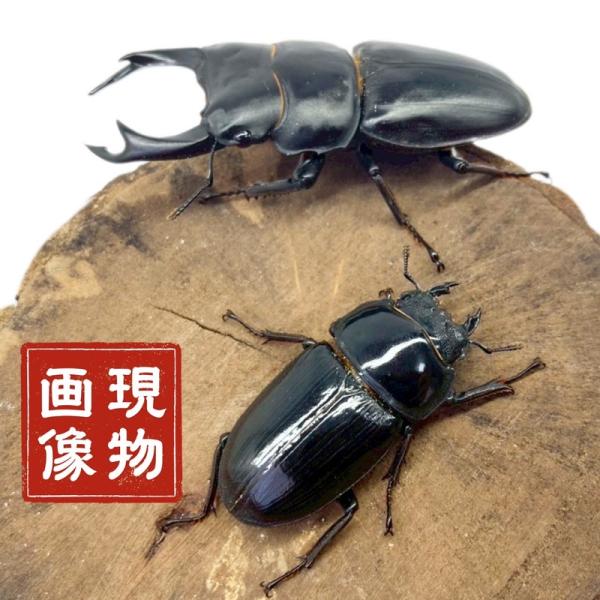 オオクワガタ ペア 【香川県綾川産 現物個体】国産 販売 生体 成虫 昆虫 飼育 観賞 オス メス ♂ ♀ ペア 人気種 オオクワ 産卵や繁殖に。未使用 ブリード 個体【商品説明】■国産オオクワガタ【香川県綾川産】ペア【商品内容】■ 国産オ...