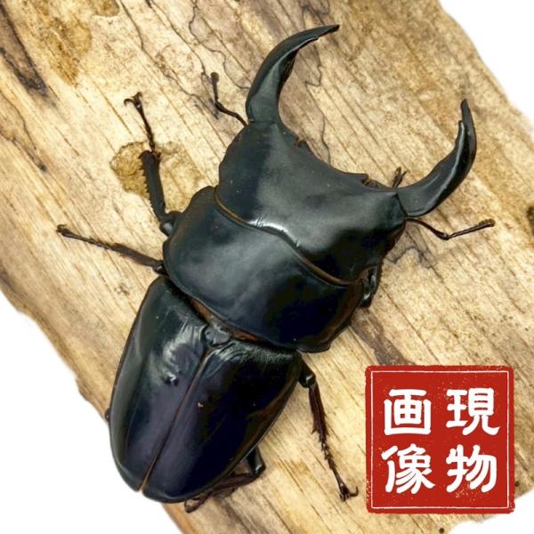 国産オオクワガタ オス 【能勢SR血統】大型血統 上翅にコブあり 軽度の羽パカ 国産 販売 生体 成虫 大型個体 ブリード個体 大型 中型 国産 昆虫 飼育 観賞 人気 ♂【商品説明】■能勢SR血統の上翅にコブ、軽度の羽パカの個体となってお...