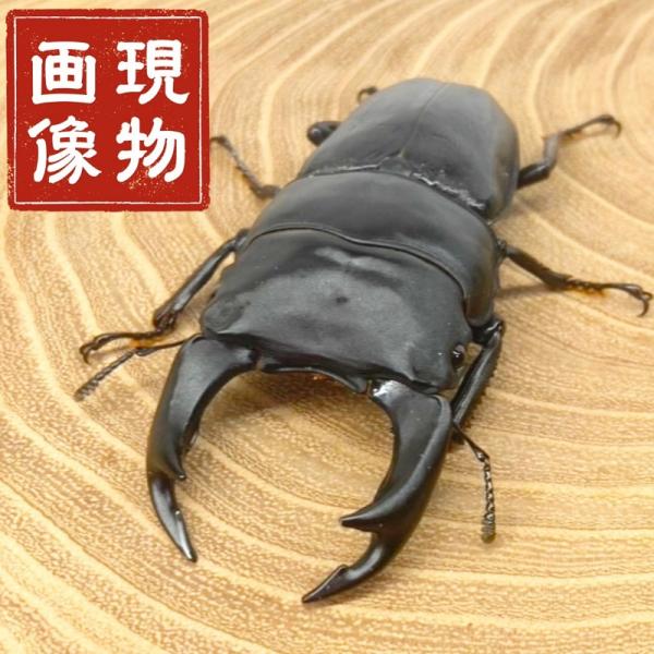 国産オオクワガタ オス 2026年羽化個体【能勢SR血統】大型血統 軽度の顎ズレ個体 国産 販売 生体 成虫 大型個体 ブリード個体 大型 中型 国産 昆虫 飼育 観賞 人気 ♂ 令和8年産【商品説明】■能勢SR血統の軽度の顎ズレがある個体...