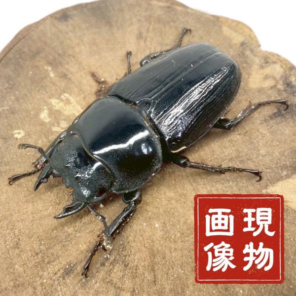 オオクワガタ YG血統 メス 前胸背板傷有  【現物画像】 写真の個体が届きます 販売 生体 成虫 昆虫 飼育 観賞  ブリード個体 大型 中型 小型 国産 人気 ♀【商品説明】■能勢YG血統の前胸背板傷有個体となっております。画像は現物個...