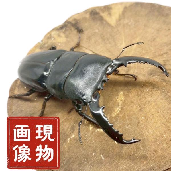 パラワンオオヒラタ オス 【現物画像】 【フィリピン パラワン島 mtガントン】外国産  販売 生体 成虫 昆虫 飼育 観賞  ブリード個体  血の入れ替え等に【商品内容】■ パラワンオオヒラタ オス 1頭【商品説明】■パラワンオオヒラタ ...