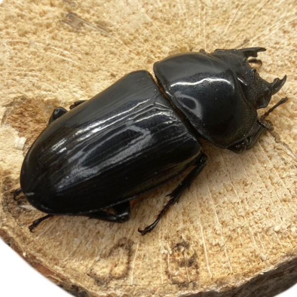 オオクワガタ 【能勢SR血統】 メス 50〜52mm 大型血統 国産 販売 生体 成虫 メス 個体 ブリード 個体 大型 中型 国産 繁殖 人気種 昆虫 飼育 観賞【商品内容】■ 国産オオクワガタのメス【商品詳細】■ オオクワガタ 【能勢S...