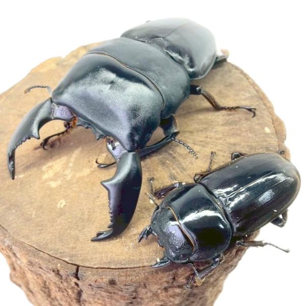 スマトラオオヒラタ ペア オス メス 【アチェ産】 極太血統 【現物画像/オス】 写真の個体が届きます 外国産 販売 生体 成虫 個体 ブリード 個体 大型  昆虫 飼育 観賞 ヒラタクワガタ スマトラ【商品内容】■ スマトラオオヒラタクワ...