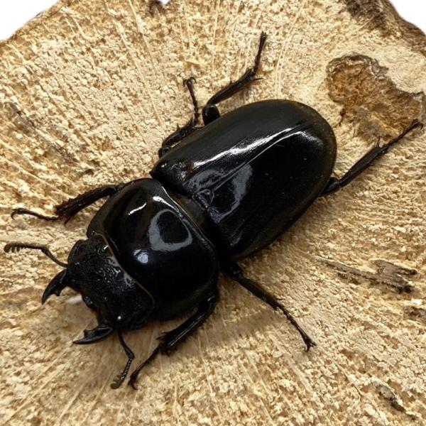 スマトラオオヒラタ  メス  【アチェ産】 極太血統 【サイズ50〜52mm】 外国産 販売 生体 成虫 個体 ブリード 個体 大型  昆虫 飼育 観賞【商品内容】■ スマトラオオヒラタクワガタ【アチェ産】♀■画像は参考個体ですので顎や体の...