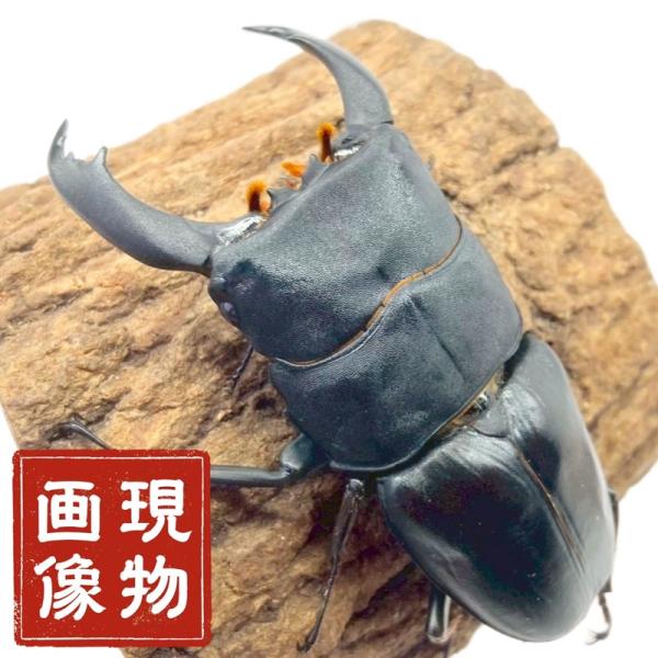 テイオウヒラタクワガタ オス 【フィリピン・カタンドゥアネス産】 ブリード個体【現物画像】写真の個体をお届け 外国産 販売 生体 成虫 昆虫 飼育 観賞 繁殖 ヒラタクワガタ 血の入れ替えに!【商品内容】■ テイオウヒラタクワガタ オス 1...