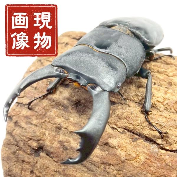 テイオウヒラタクワガタ オス 【フィリピン・カタンドゥアネス産】 ブリード個体【現物画像】写真の個体をお届け 外国産 販売 生体 成虫 昆虫 飼育 観賞 繁殖 ヒラタクワガタ 血の入れ替えに!【商品内容】■ テイオウヒラタクワガタ オス 1...