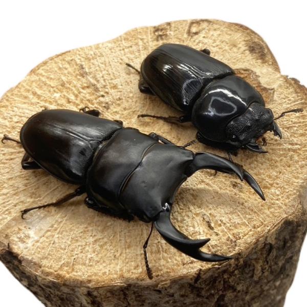 オオクワガタ 【能勢YG血統】 オス ♂75mm〜 メス フリー 大型血統 国産 販売 生体 成虫 オス メス ペア  個体 ブリード 個体 大型 中型 国産 繁殖 人気種 昆虫 飼育 観賞【商品内容】■ 国産オオクワガタのペア【商品詳細】...