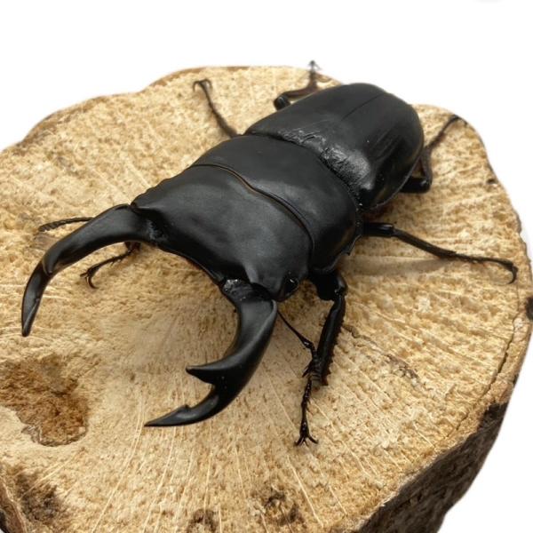 オオクワガタ 【能勢YG血統】 オス 特大サイズ ♂85mm〜 メス 50mm以上 大型血統 国産 販売 生体 成虫 オス メス ペア  個体 ブリード 個体 大型 中型 国産 繁殖 人気種 昆虫 飼育 観賞【商品内容】■ 国産オオクワガタ...