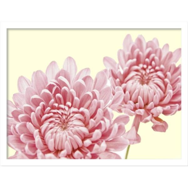 【発売日：2023年11月11日】FOSSEY GEORGE/CHRYSANTHEMUM IN BLOOMお部屋のイメージを彩るワンランク上のインテリアアートです。ホテル、商業施設等のディスプレイとしてもご好評頂いております。サイズ：W85...