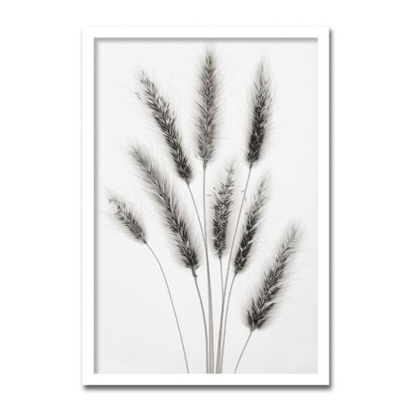 【発売日：2023年11月11日】Steven N.Meyers　/Hare's Tail エックス線撮影した植物のポスターシリーズです。花や葉の美しい瞬間を閉じ込めた、写真とは違う印象的な仕上がり。繊細なのに力強いエネルギーを感じませんか...