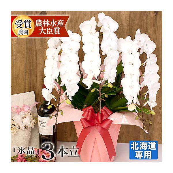 胡蝶蘭：中輪〜中大輪胡蝶蘭「氷晶」3本立 （品種・サイズは商品画像参照）鉢：6〜5.5号鉢（穴あり）無料ラッピング選択可。ギフト フラワー 鉢花 ラン 洋蘭 お供え お盆 お彼岸 移転 昇進 栄転 長寿 還暦 退任 退職 ミディ 株主総会 ...