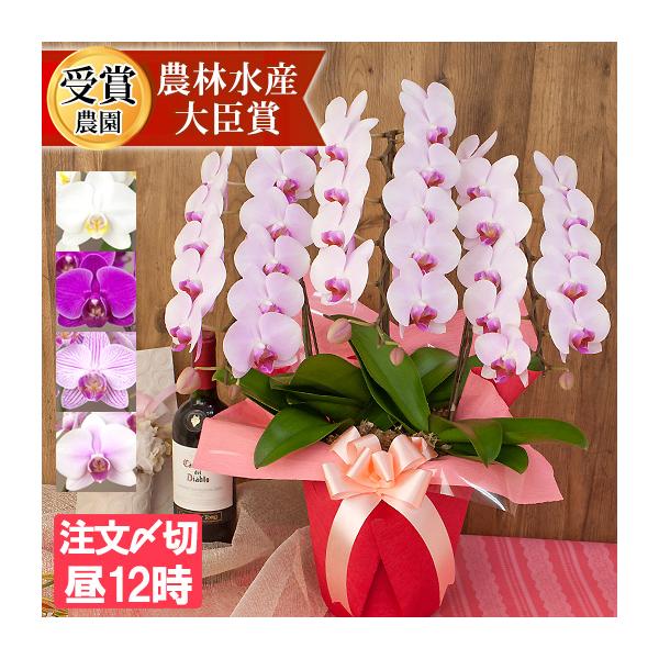 ※即日出荷分は営業日の昼12時締切です※品種の希少性、ボリューム感等により価格は変動します商品：中輪〜中大輪胡蝶蘭 ３本立ち36輪以上保証鉢：主に6号陶器鉢（直径約18cm。穴あり）無料ラッピング付き。有料オプションご希望の方は↓からご注文...