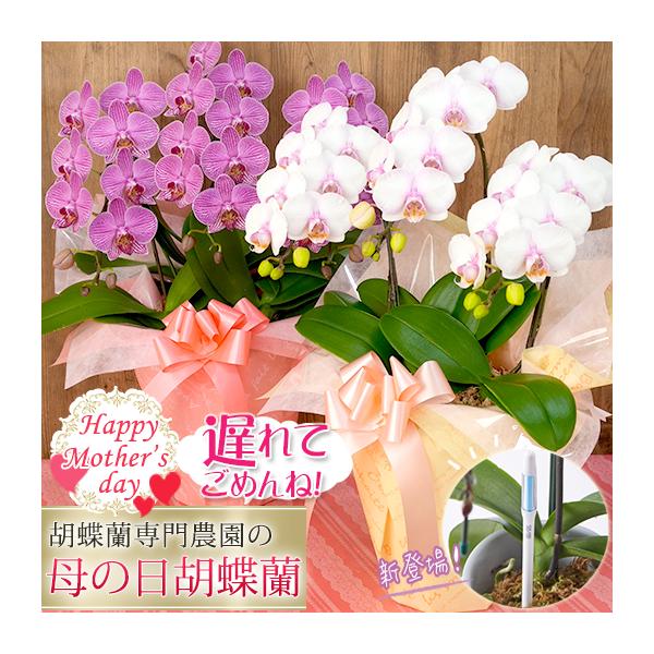 母の日母の日 2026母の日 プレゼント母の日 花母の日 2026 花母の日ギフト母の日 花 ギフト