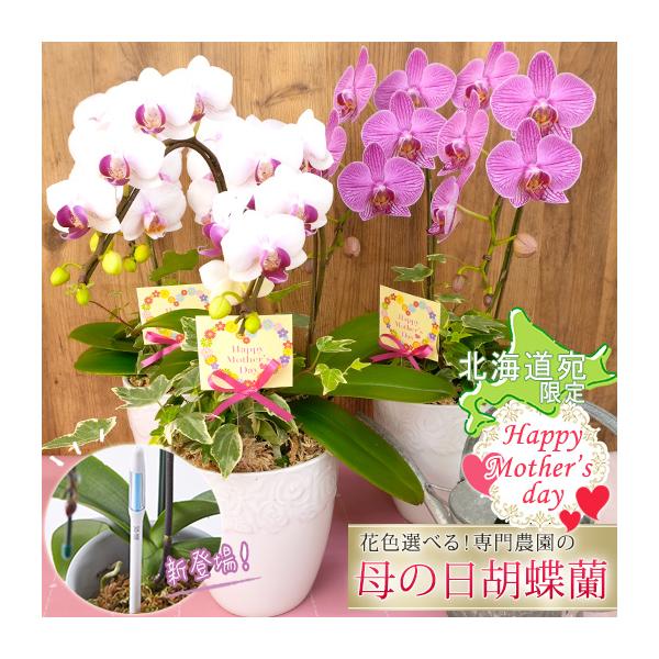 母の日母の日 2026母の日 プレゼント母の日 花母の日 2026 花母の日ギフト母の日 花 ギフト