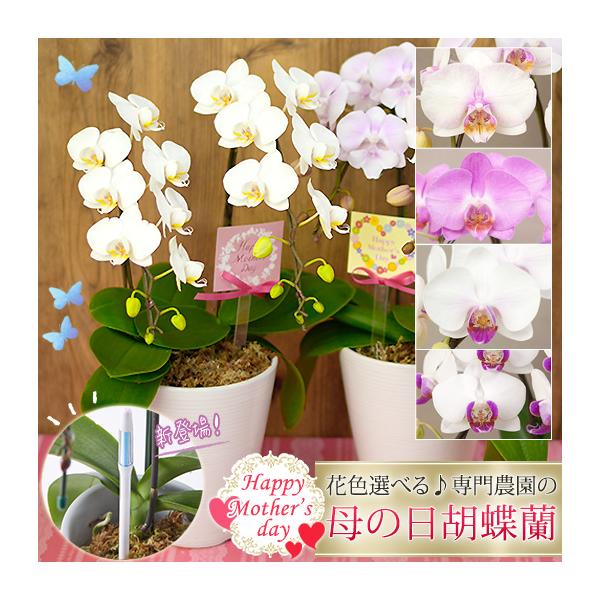 母の日母の日 2026母の日 プレゼント母の日 花母の日 2026 花母の日ギフト母の日 花 ギフト