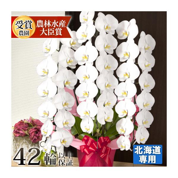 胡蝶蘭：大輪胡蝶蘭3本立ち42輪以上（品種・サイズは商品画像参照）鉢：主に8号鉢（穴あり）無料ラッピング選択可。ギフト フラワー 鉢花 ラン 洋蘭 お供え お盆 お彼岸 移転 昇進 栄転 長寿 還暦 退任 退職 ミディ 株主総会 移転祝い ...