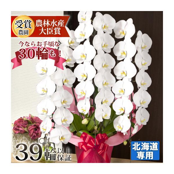 胡蝶蘭：大輪胡蝶蘭3本立ち39輪以上（品種・サイズは商品画像参照）※期間限定 30輪以上もあり鉢：主に8号鉢（穴あり）無料ラッピング選択可。ギフト フラワー 鉢花 ラン 洋蘭 お供え お盆 お彼岸 移転 昇進 栄転 長寿 還暦 退任 退職 ...