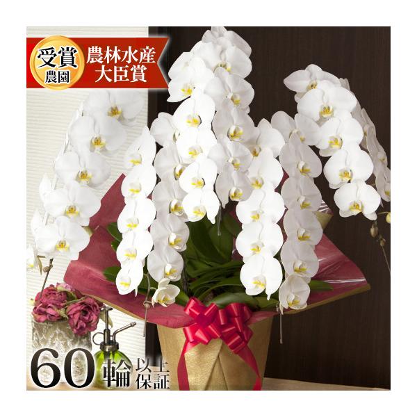 商品：大輪５本立ち60輪〜（品種・サイズは商品画像参照）鉢：主に9号陶器鉢（直径約27cm）穴あり無料ラッピング付き。有料オプションご希望の方は↓からご注文ください。★この商品に付けられる『プレミアムラッピング（有料）』https://st...