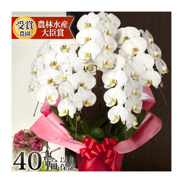 商品：大輪 ホワイトプリンセス ５本立ち40輪〜（品種・サイズは商品画像参照）鉢：主に8号鉢（直径約24cm）穴あり無料ラッピング付き。有料オプションご希望の方は↓からご注文ください。★この商品に付けられる『プレミアムラッピング（有料）』h...
