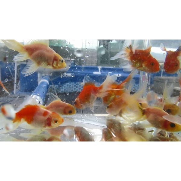 ★自家産桜東錦です。産卵日2025.4.10孵化日2025.4.14 全長約6-8cm★産地：三重 後藤氏産※自然水温、粒餌を与えています。元気で可愛い子をお届け致します。※他の魚とは同梱包出来ません。同一商品の場合は数セット同梱包出来る場...