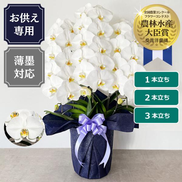 ◇白を基調とした胡蝶蘭は、弔意や哀悼の気持ちを表す花として広く選ばれています◇   お盆/お彼岸/葬儀/お通夜/告別式/四十九日/一回忌/三回忌/七回忌【サイズ】１本立ち： 横幅25〜35cm程度 / 高さ70〜80cm程度 / 1輪の大き...