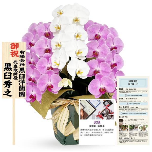 【おすすめポイント】白大輪３本立の胡蝶蘭は、一般的なお祝いごとやビジネスシーンからさらにお悔みまで、幅広いシーンで贈られているスタンダードな鉢花です。当園人気NO.1の商品になります。創業40年の胡蝶蘭農園が育てた胡蝶蘭を温室から直送してお...