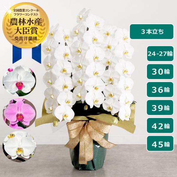 ◇お祝いにもお悔みにもお使いいただける定番商品です   【おすすめのシーン】<お祝い>開店祝い 就任祝い 新築祝い 開業祝い 選挙応援 当選祝い 周年祝い お誕生日祝い 長寿祝い 母の日<お供え・お悔み>お盆/お彼岸...